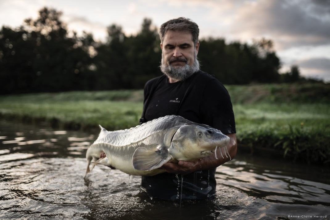 About Sturia – The 1295 Caviar Company
