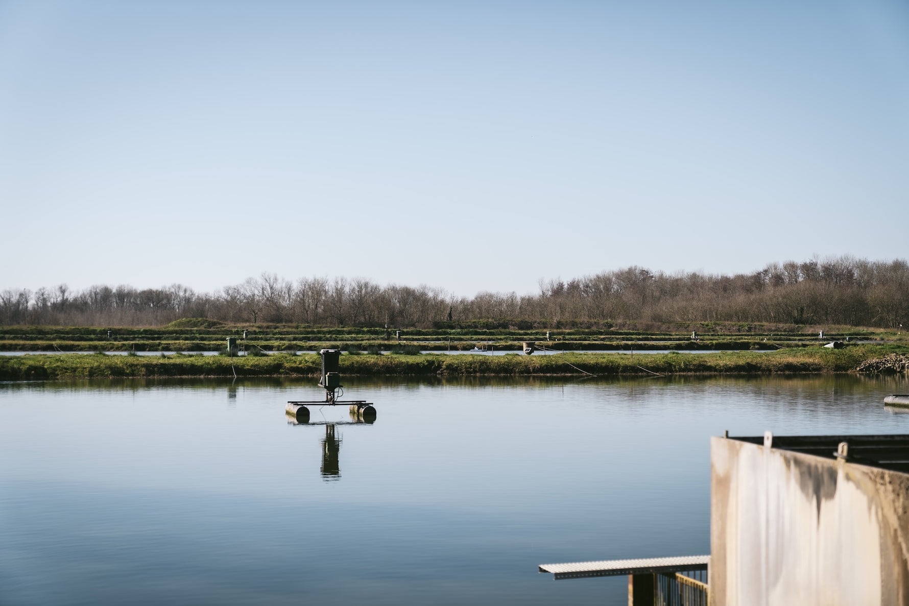 About Sturia – The 1295 Caviar Company