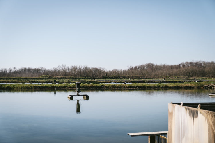 About Sturia – The 1295 Caviar Company